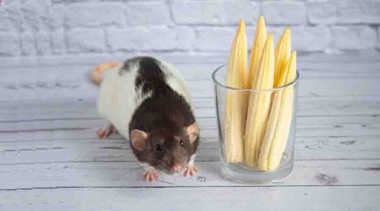 How to Get Rid of Rats in the Kitchen Area - Nature Homes